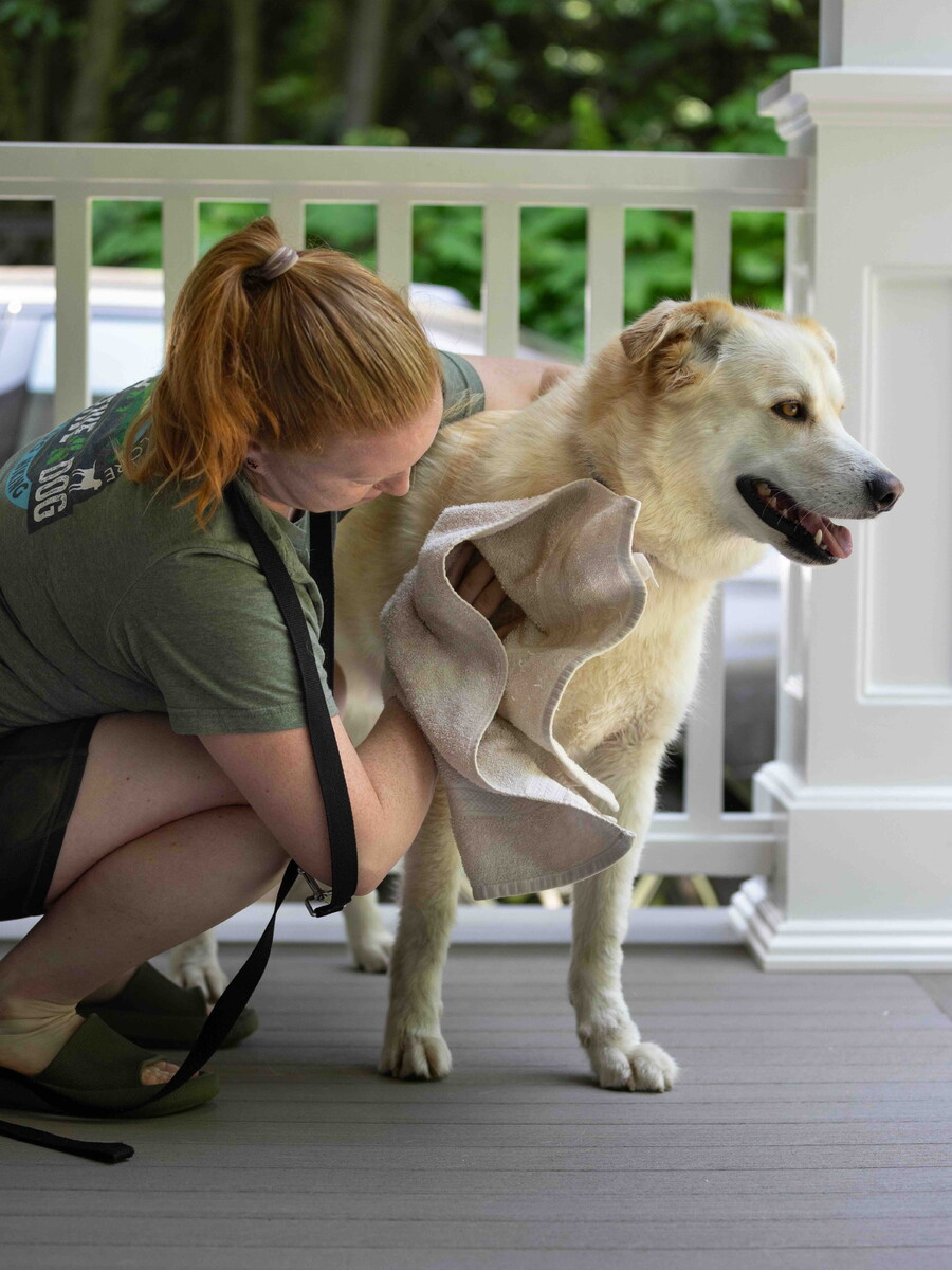 Active Dog