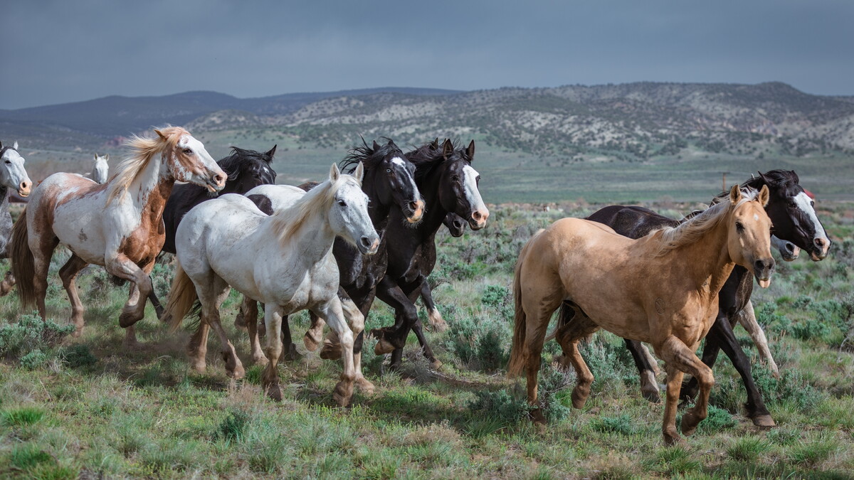 Our State Horse