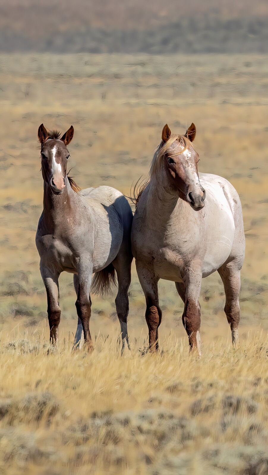 Our State Horse