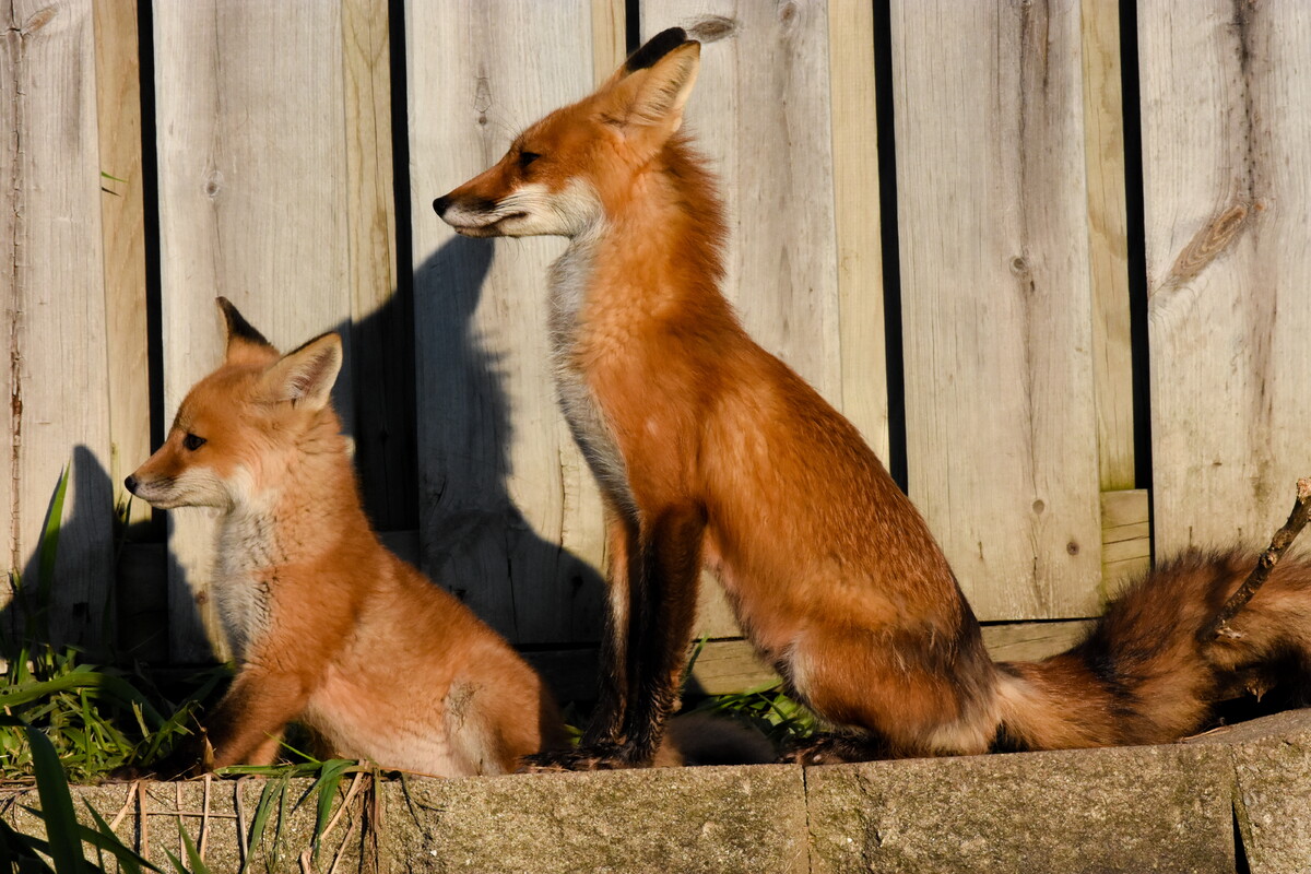 The critters in your backyard