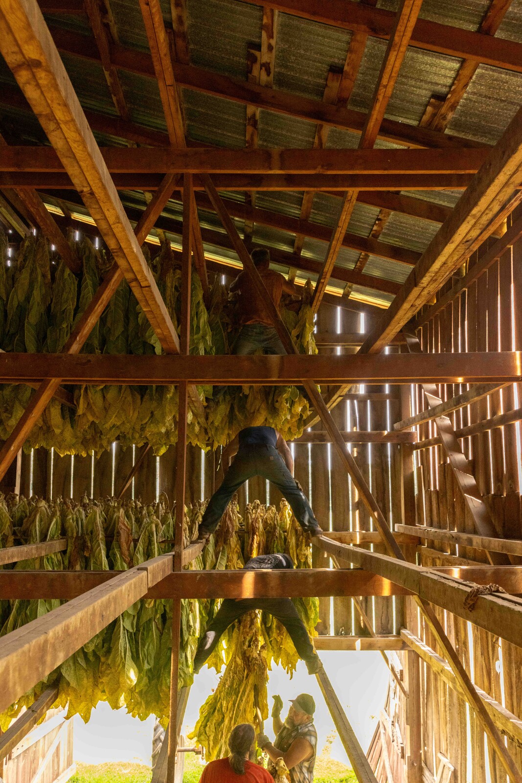 The Last Tobacco Farms of Missouri
