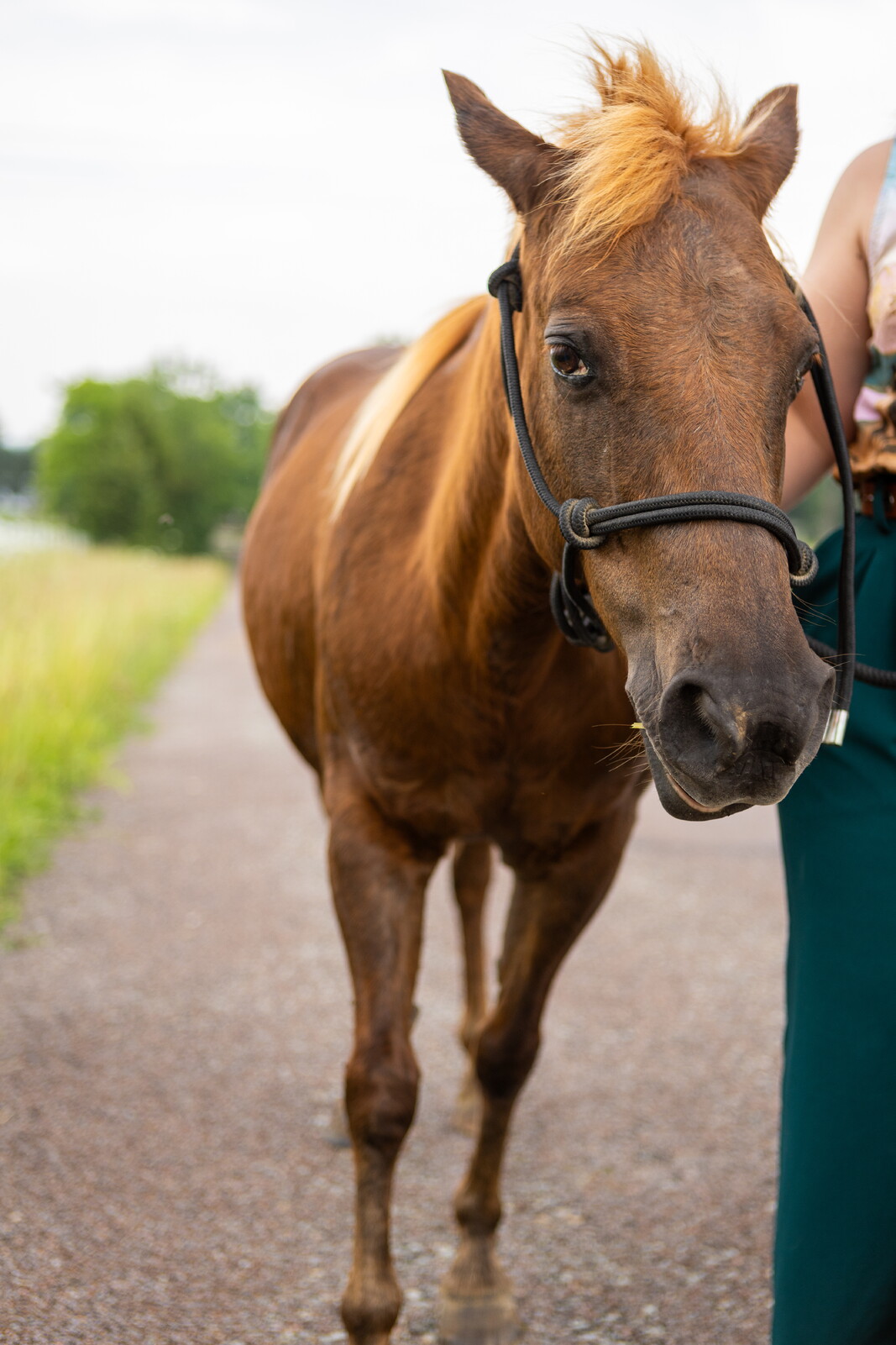 Hope, Hooves, and Healing