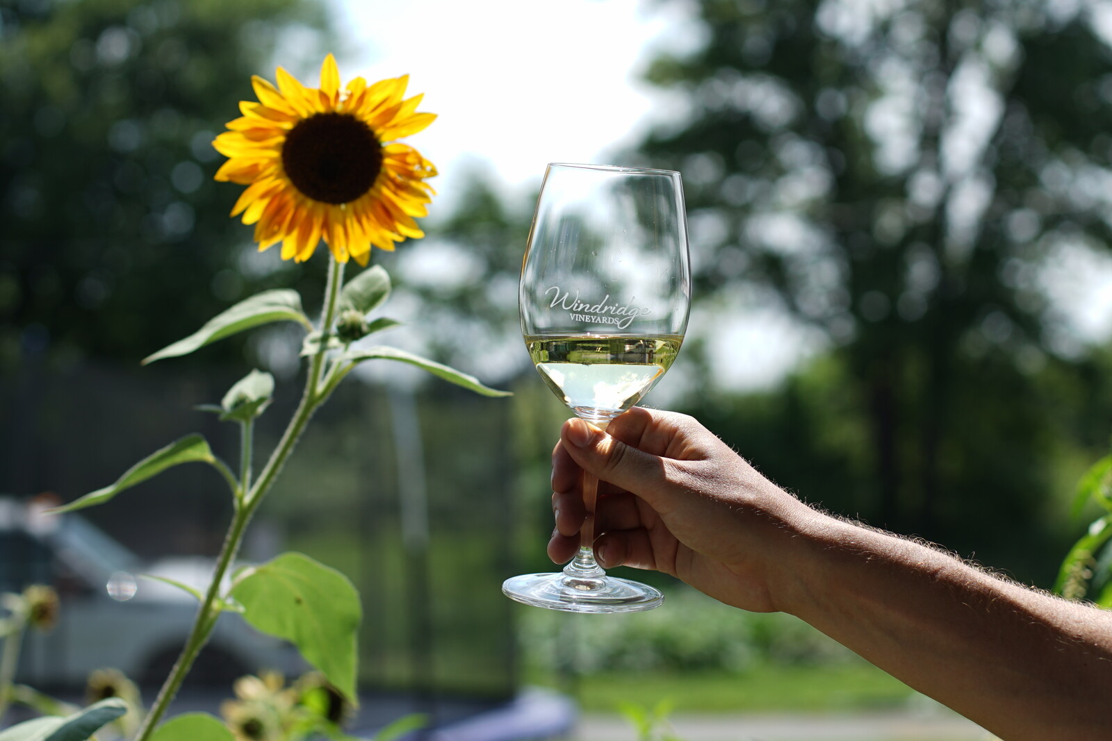 Windridge Vineyard