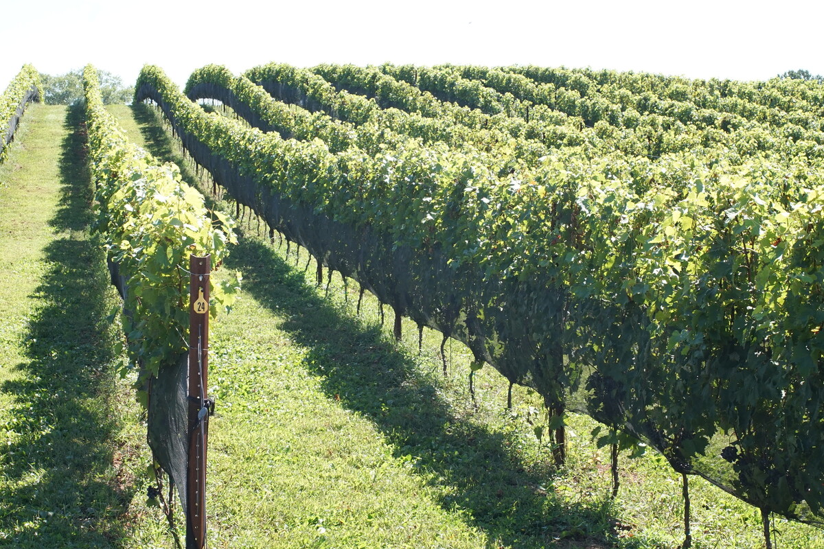 Windridge Vineyard
